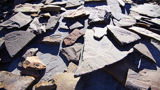 Field Trips – Geobiology 2017