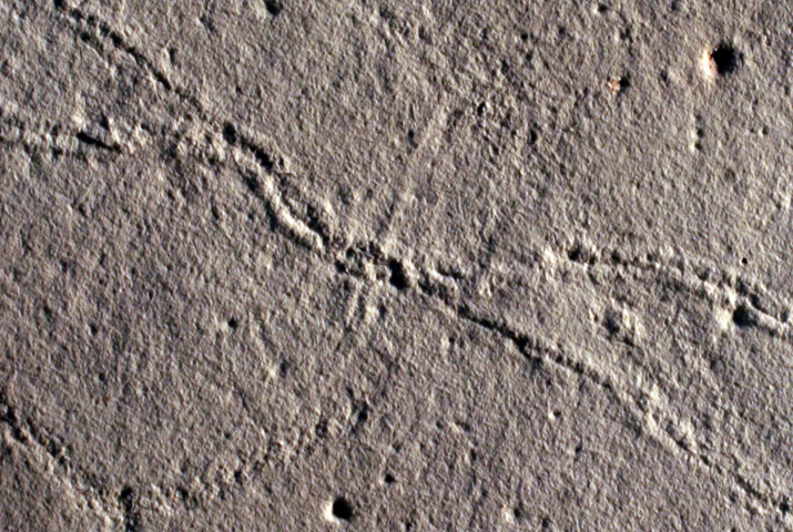 Ichnology Research Group